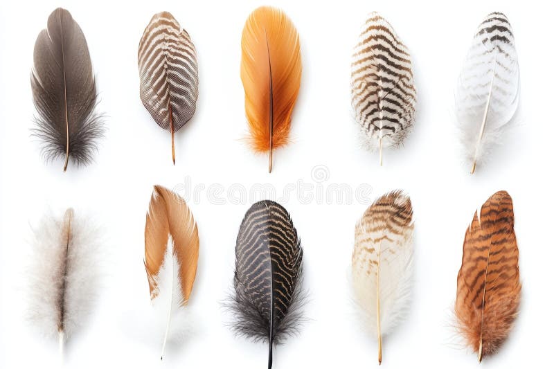 A Collection of Colorful Feathers Arranged in a Row, Showcasing Various ...
