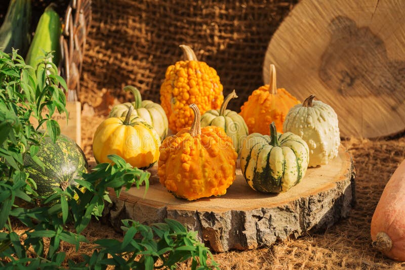 Collection of Colorful Pumpkins Stock Photo - Image of food, group ...