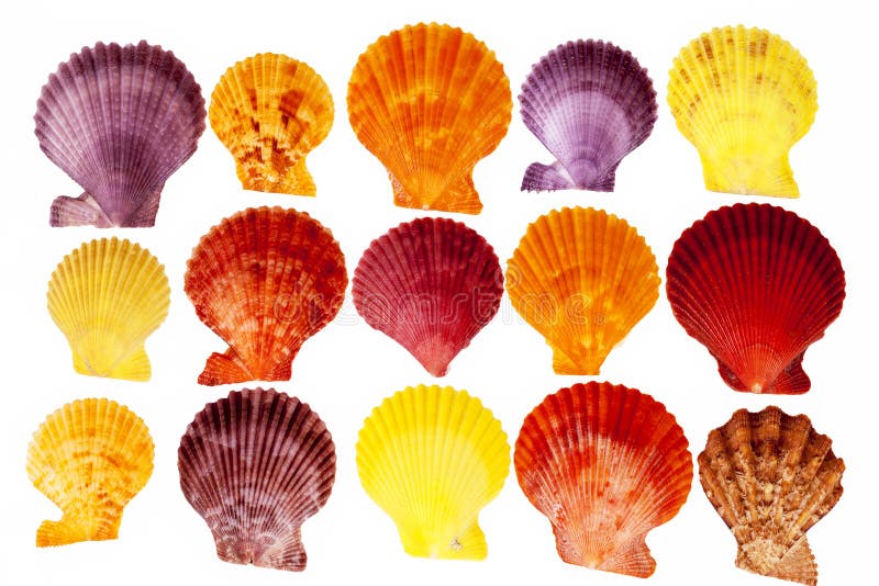 Background of Collection of Various Sea Shells , Close Up Stock Image ...