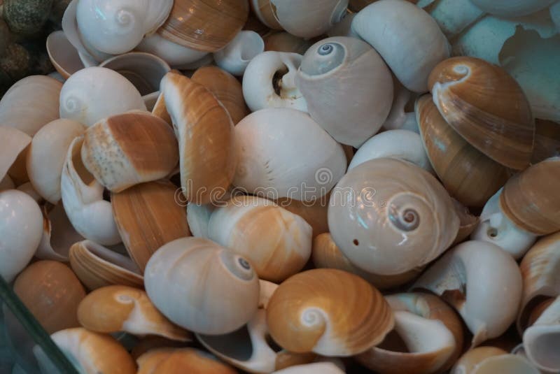 A Collection of Colorful Shells Stock Image - Image of beach, food ...