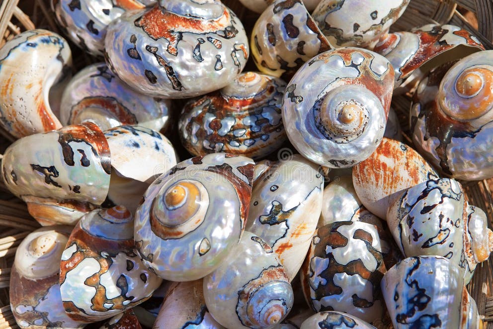Collection of Colourful Coastal Sea Shells Stock Image - Image of ...