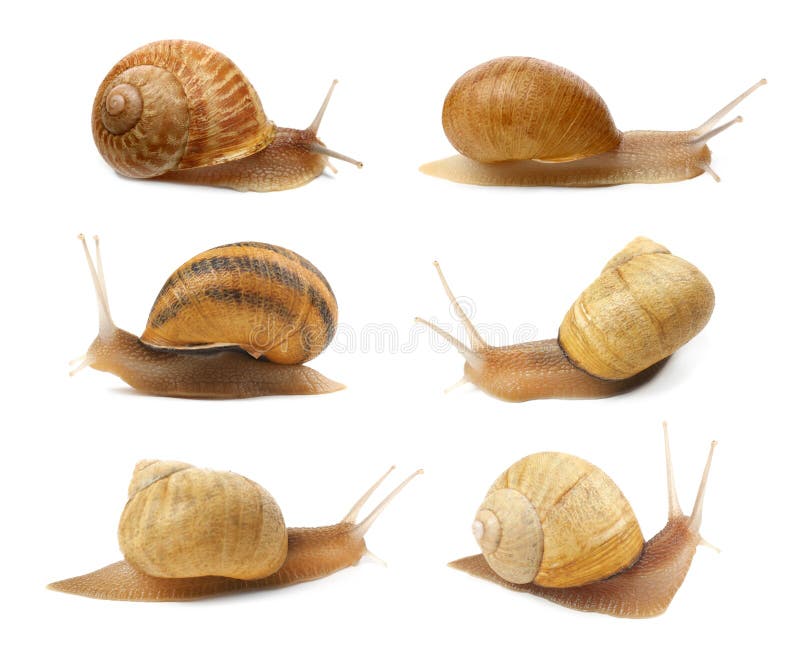 Collection of snails stock image. Image of banded, background - 252024983