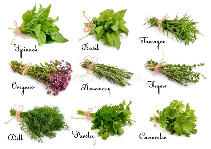 Collection of Cooking Herbs and Spices. Stock Photo - Image of nature ...