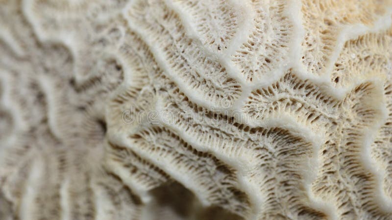 Collection Coral Texture Extreme Close-up Stock Photo - Image of white ...