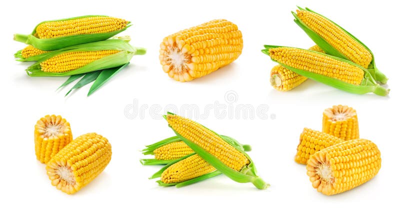 Corn on the cob kernels stock image. Image of ripe, husk - 118283807