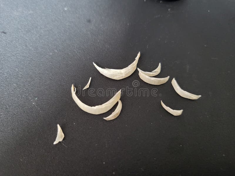 A Collection of Curved Human Fingernail Clippings Stock Photo - Image ...