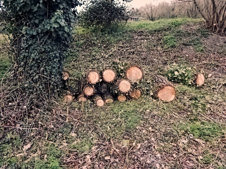 A Collection of Cut Tree Trunks and Branches Arranged on the Ground in ...