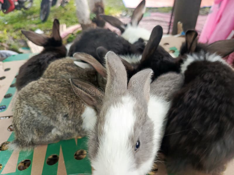 Baby rabbits stock image. Image of carnivore, mammal - 347611131
