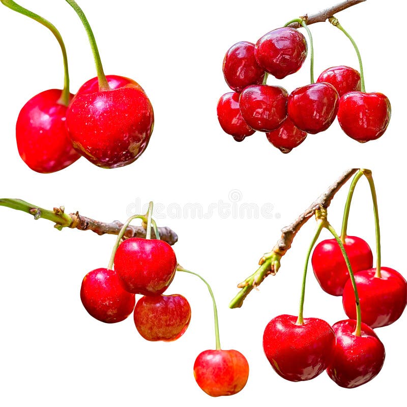 Collection De Branches Avec La Merise Sur Un Fond Blanc Image stock ...