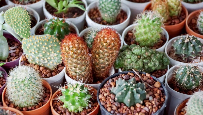 Collection de cactus photo stock. Image du blanc, aloès - 62442138