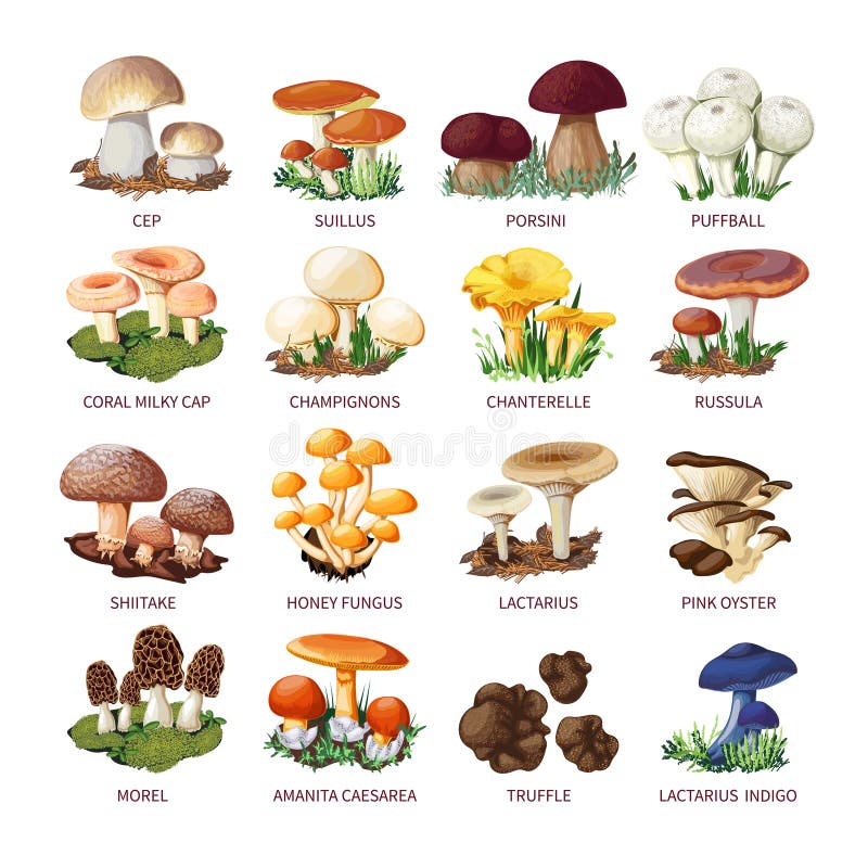 Collection De Champignons Et De Champignons Comestibles Illustration de ...