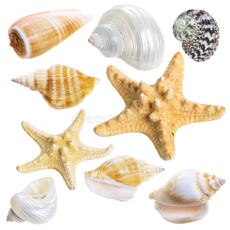 Coquillage De Collection De Shell Image stock - Image du cockleshell ...