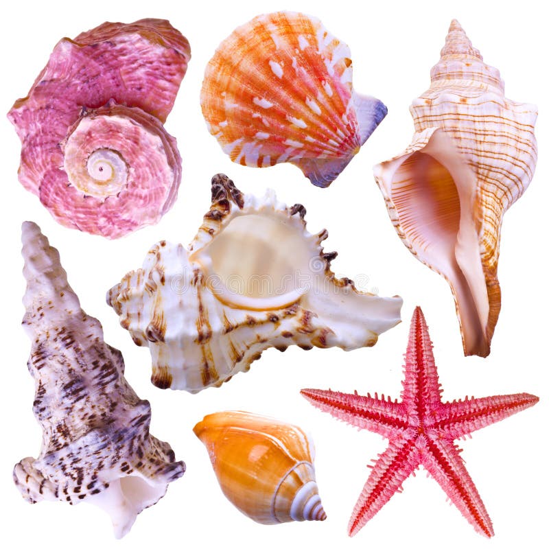 Collection De Coquilles De Mer Image stock - Image du exotique ...