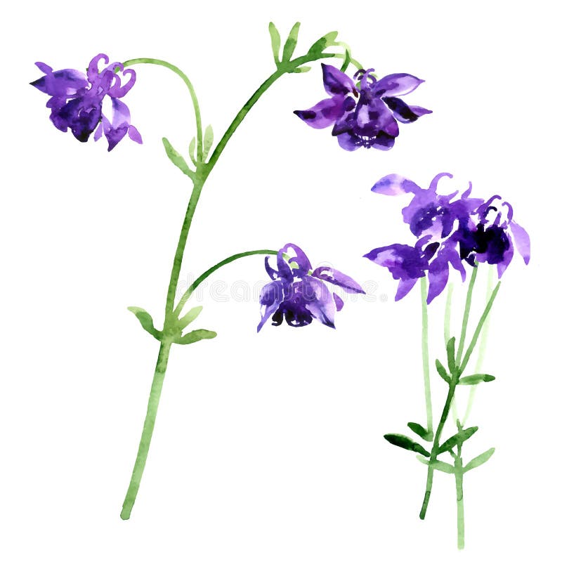 Collection De Fleurs D'ancolie D'aquarelle Illustration de Vecteur ... Collection De Fleurs D'ancolie D'aquarelle Illustration de Vecteur ...