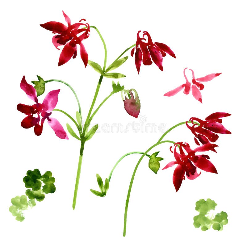 Collection De Fleurs D'ancolie D'aquarelle Illustration de Vecteur ... Collection De Fleurs D'ancolie D'aquarelle Illustration de Vecteur ...