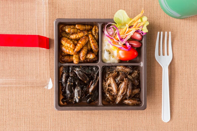 Collection De Nourriture D'insecte Photo stock - Image of cuvette ...
