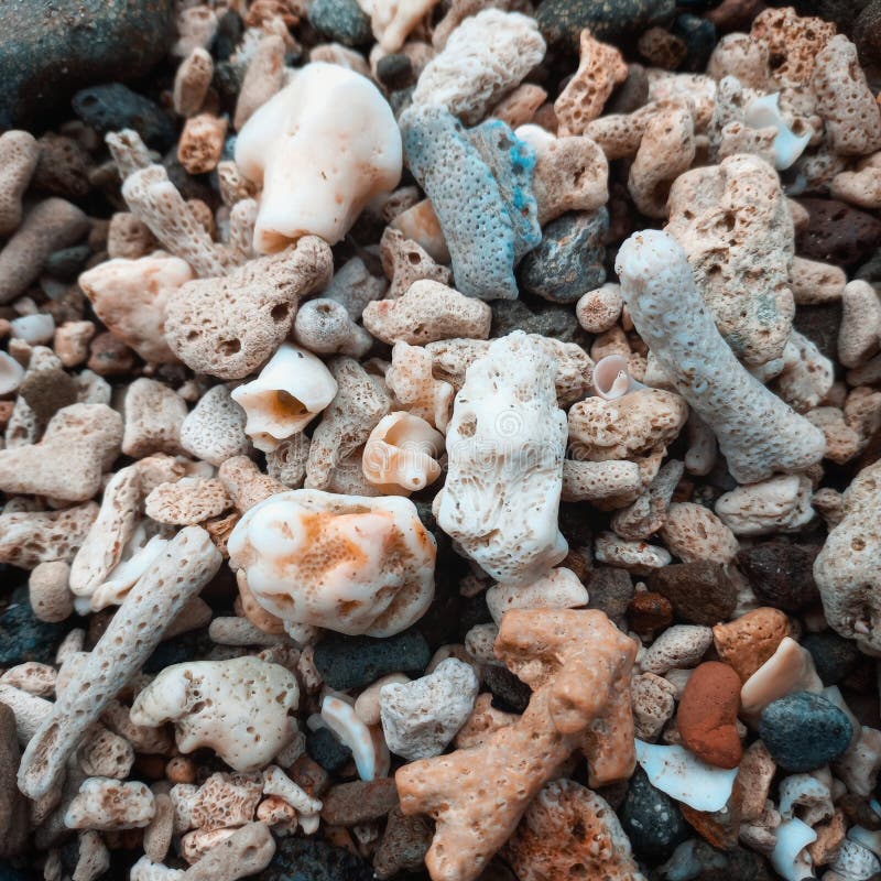 A Collection of Dead Coral Rocks Stock Photo - Image of dead ...