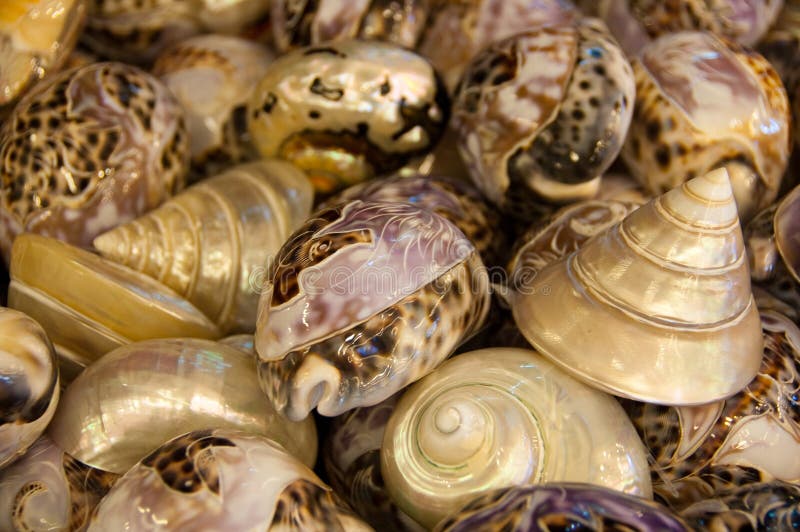 A Collection of Decorated Shells Stock Photo - Image of spirals, life ...