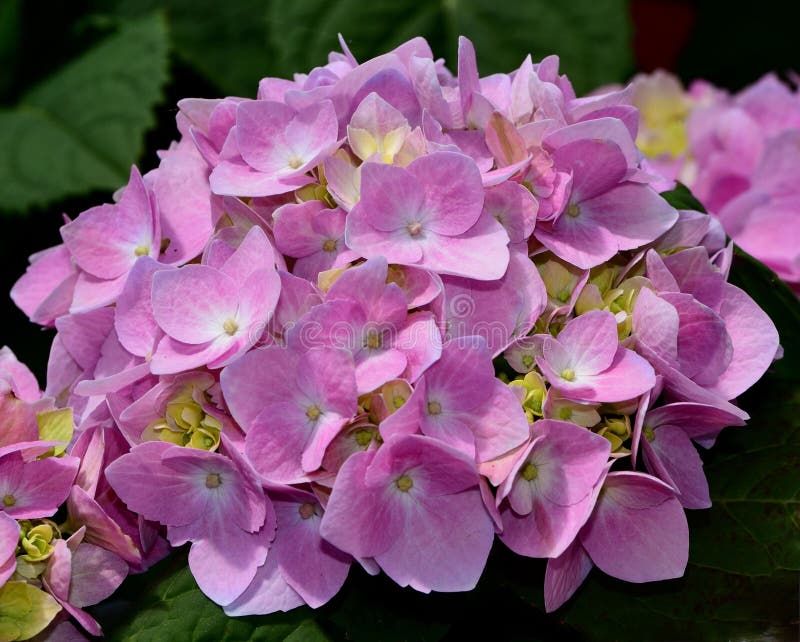 Collection of Delicate, Pastel Pink Hydrangea Blossoms, with Lush Green ...