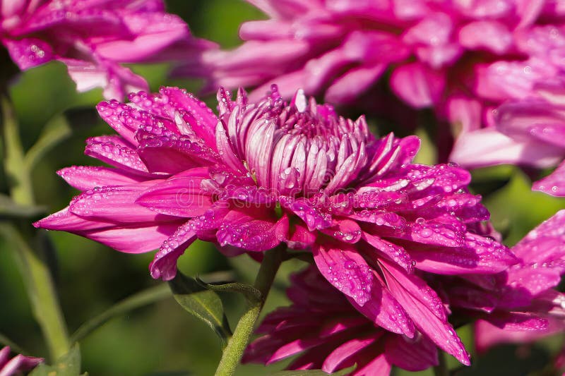 A Collection of Delicate Pink Chrysanthemum Flowers on Water Drop Stock ...