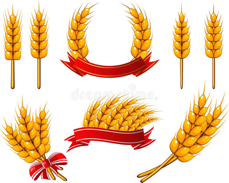 Collection of Design Elements. Wheat Stock Vector - Illustration of ...