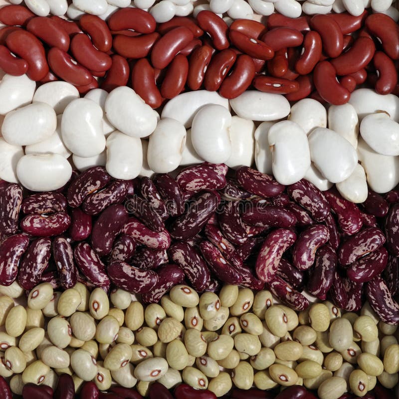 A Collection of Different Bean Varieties. Stock Photo - Image of ...