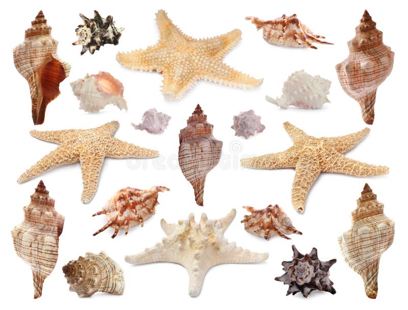 Collection of Different Beautiful Sea Stars and Shells on White ...