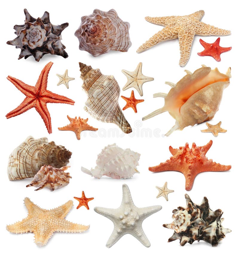 Collection of Different Beautiful Sea Stars and Shells on White ...