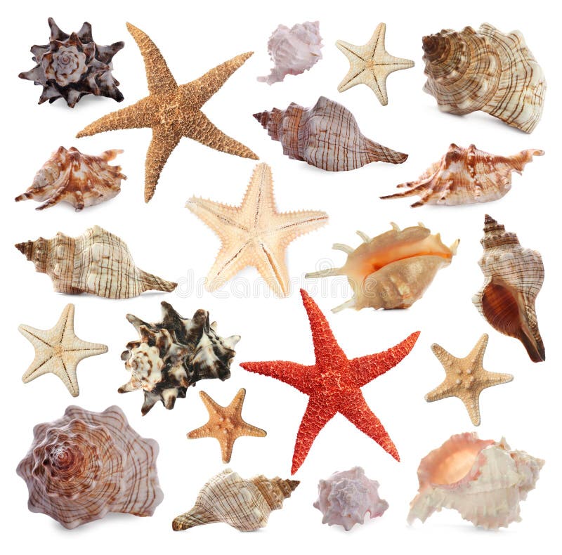 Collection of Different Beautiful Sea Stars and Shells on White ...