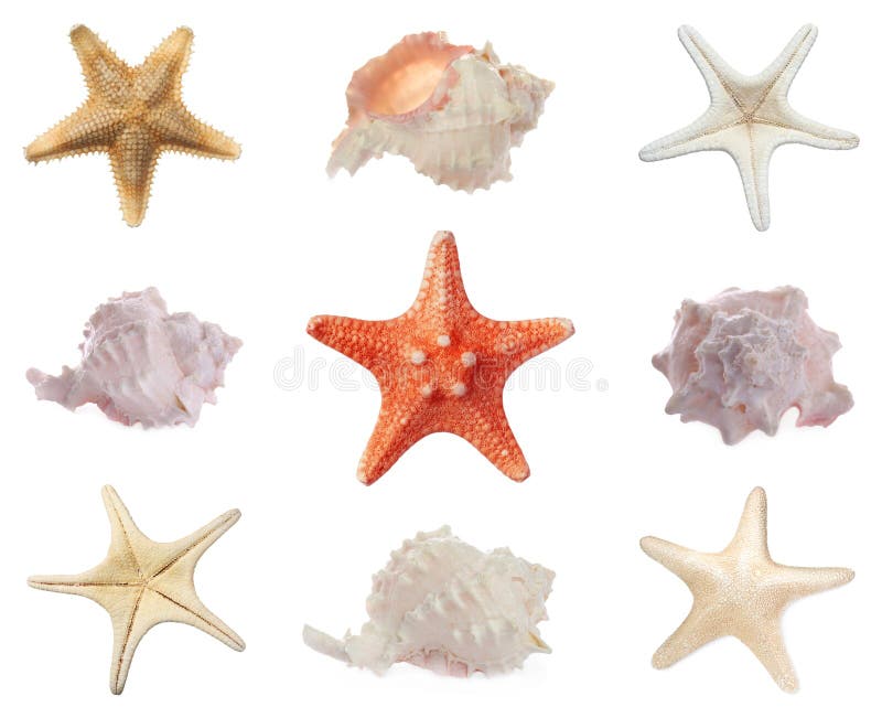 Collection of Different Beautiful Sea Stars and Shells on White ...