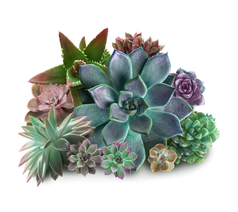 Collection of Different Beautiful Succulents on White Background Stock ...