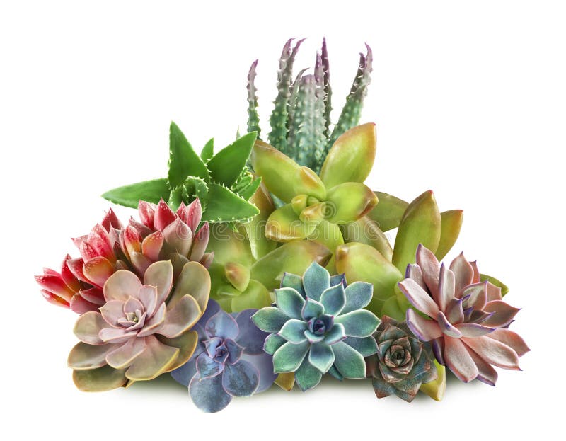 Collection of Different Beautiful Succulents on White Background Stock ...