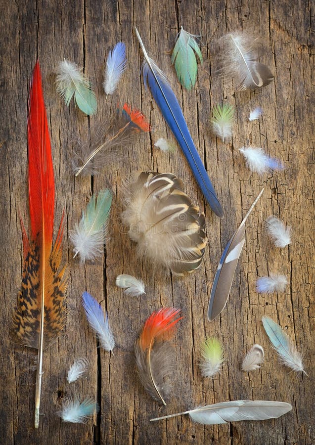 Collection of Different Color Feathers Stock Photo - Image of ...