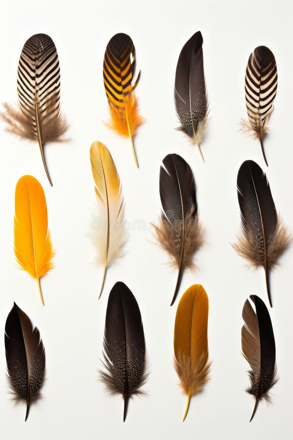 Collection of Different Colored Feathers on White Surface with Black ...
