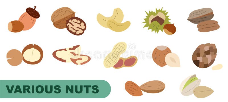 A Collection of Different Colored Nuts. Various Nuts Stock Vector ...