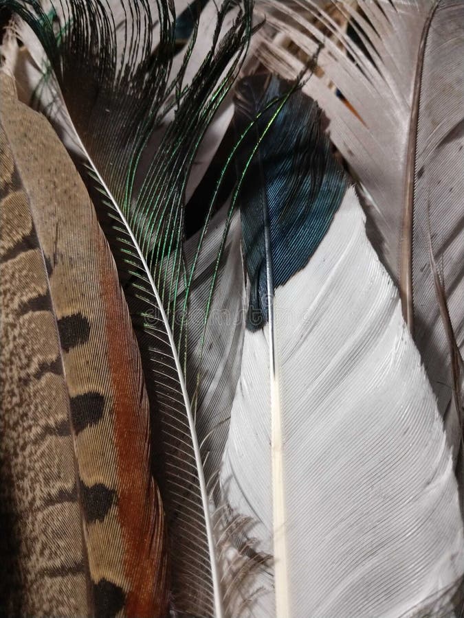 Collection of feathers stock photo. Image of collection - 131243730