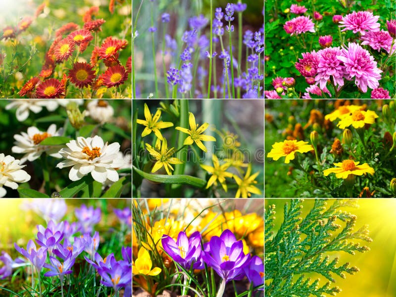 Collection of Different Flowers Stock Photo - Image of collection ...