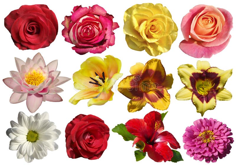 Collection of Different Flowers Isolated on White Background. Stock ...