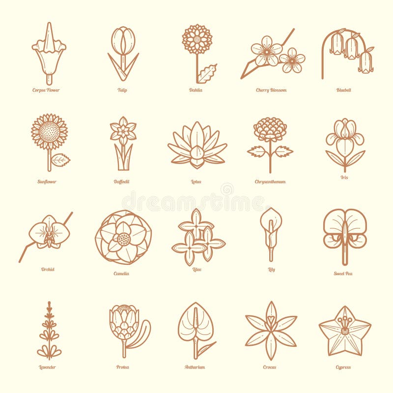 Collection of Different Flowers. Vector Illustration Decorative Design ...