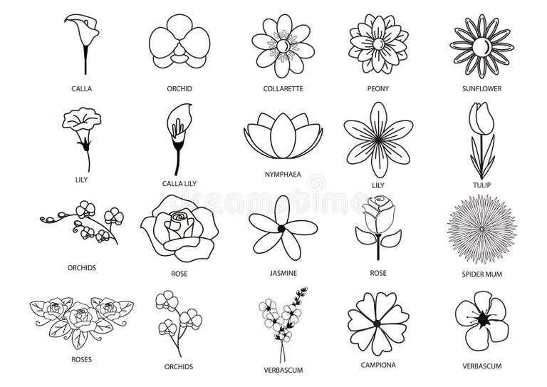 Collection of Different Flowers. Vector Illustration Decorative Design ...