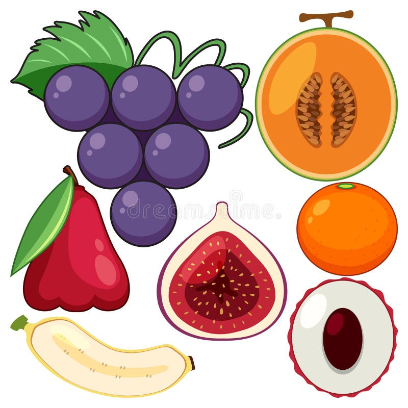 A Collection of Different Fruits Stock Vector - Illustration of color ...
