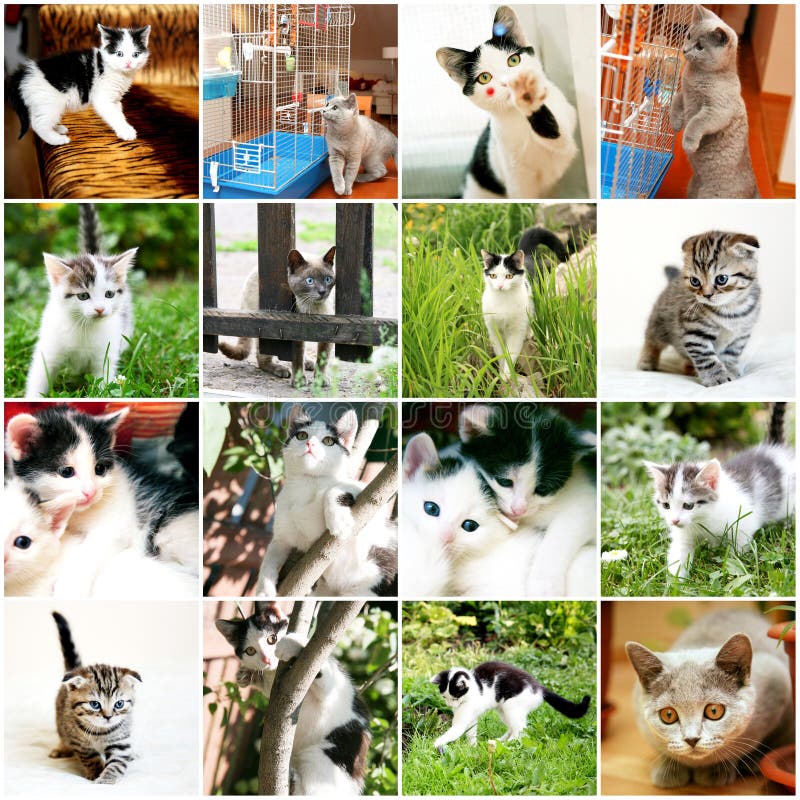 Collection of a cats stock image. Image of looking, breed - 19340375