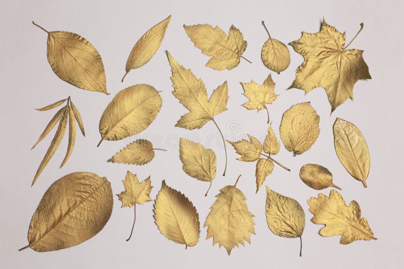 Collection of Different Golden Leaves on a White Background Stock Image ...