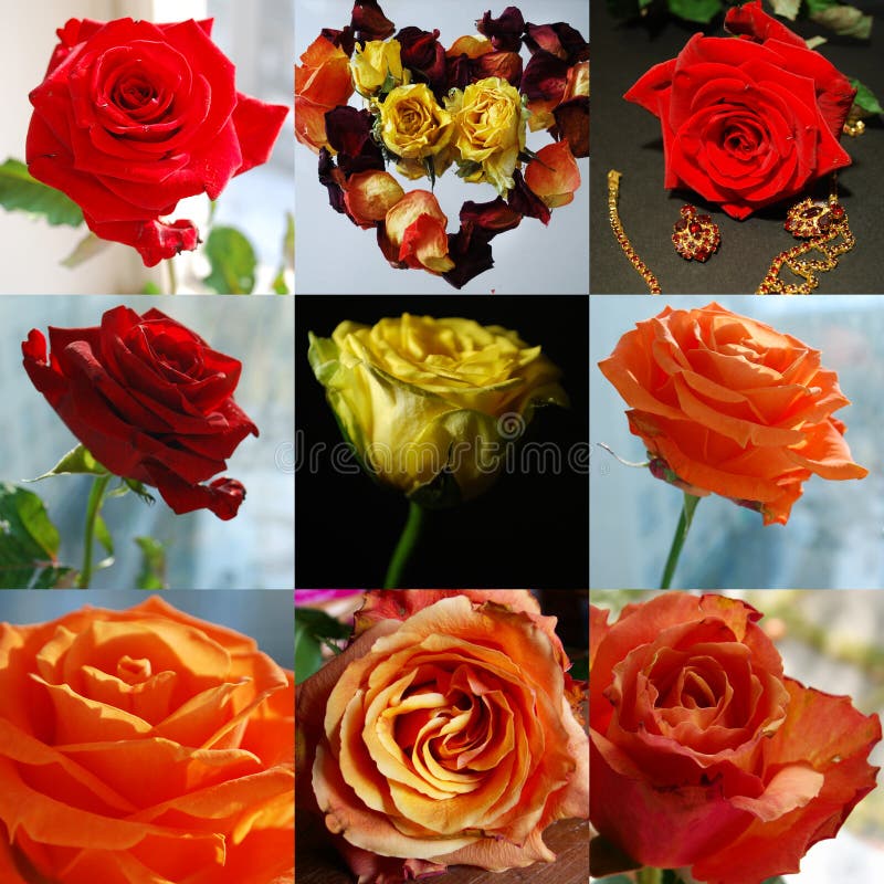 Roses collection stock image. Image of valentine, pink - 30239275
