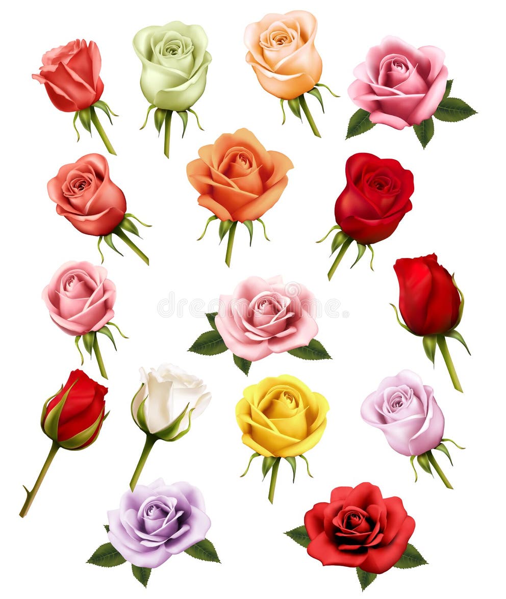 15+ Vector collection roses Free Stock Photos - StockFreeImages