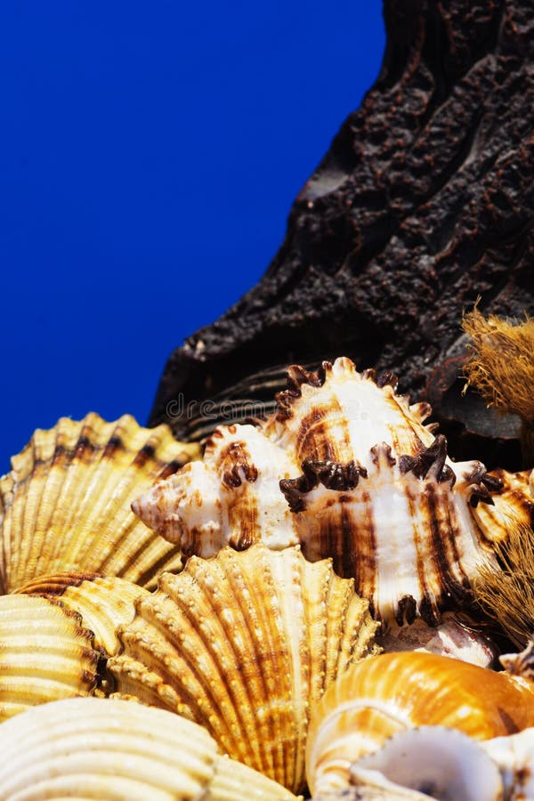 Sea shells collection stock photo. Image of nature, background - 118127150