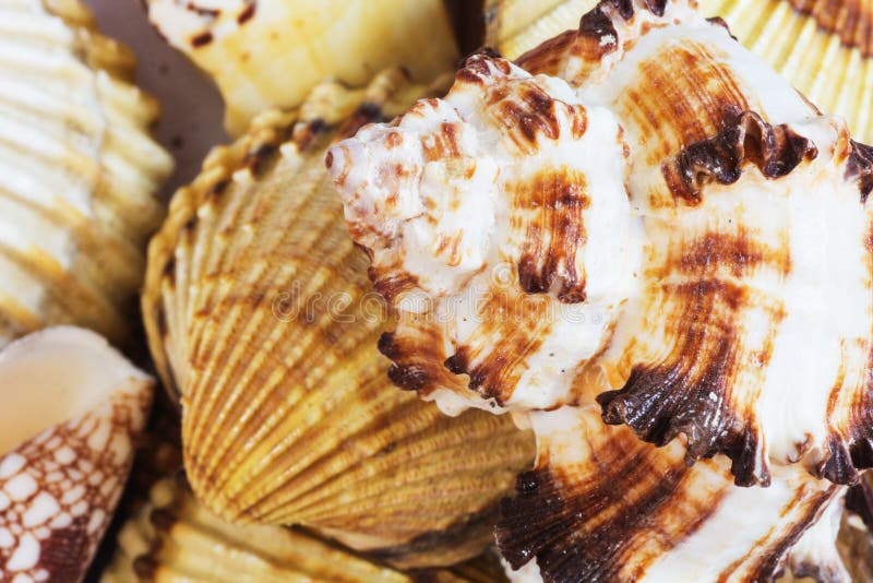 Sea shells collection stock photo. Image of seashell - 118305582