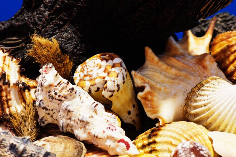 Sea shells collection stock image. Image of background - 118305823