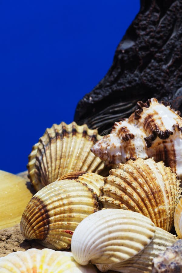 Sea shells collection stock image. Image of nature, seashell - 118305869