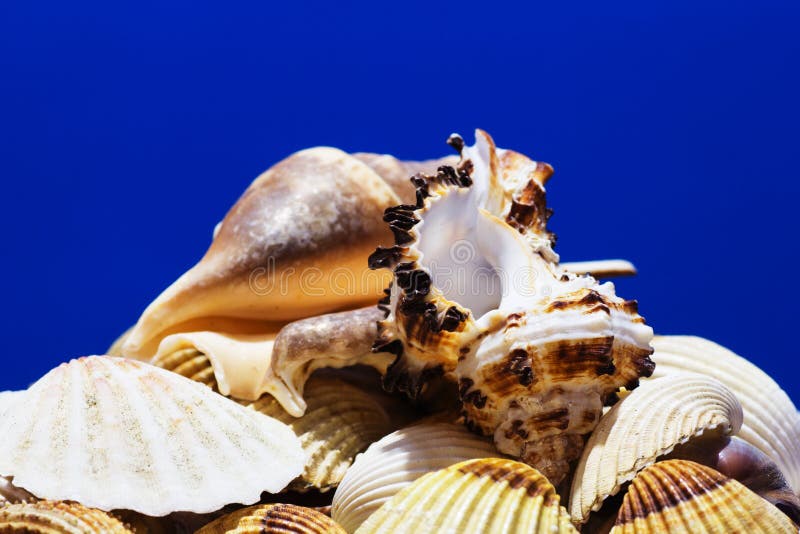 Sea shells collection stock image. Image of beach, collection - 118614273